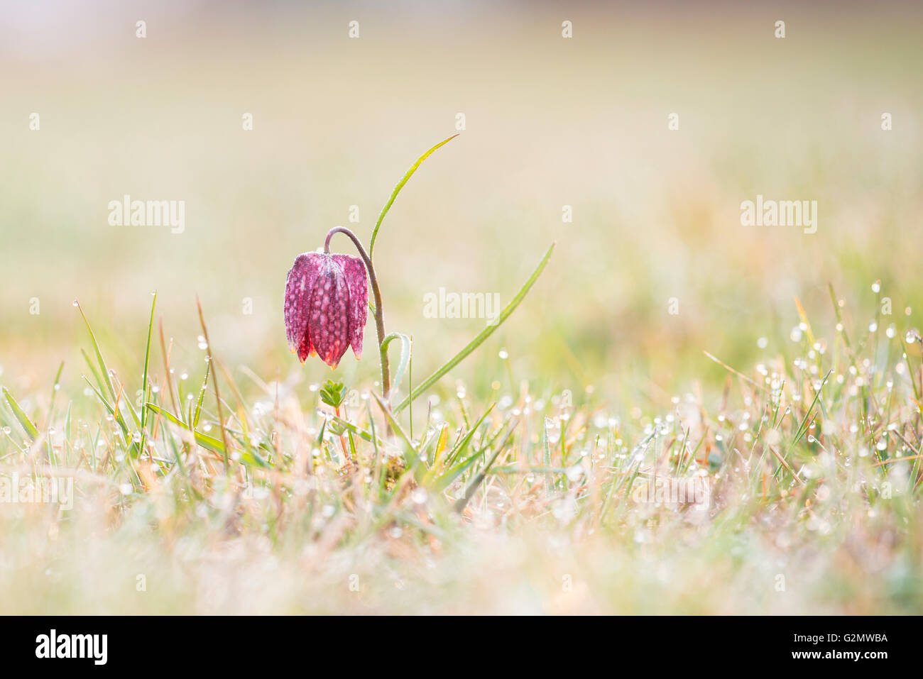 Snake's Head Fritillary, checkered lily or Chess flower (Fritillaria ...