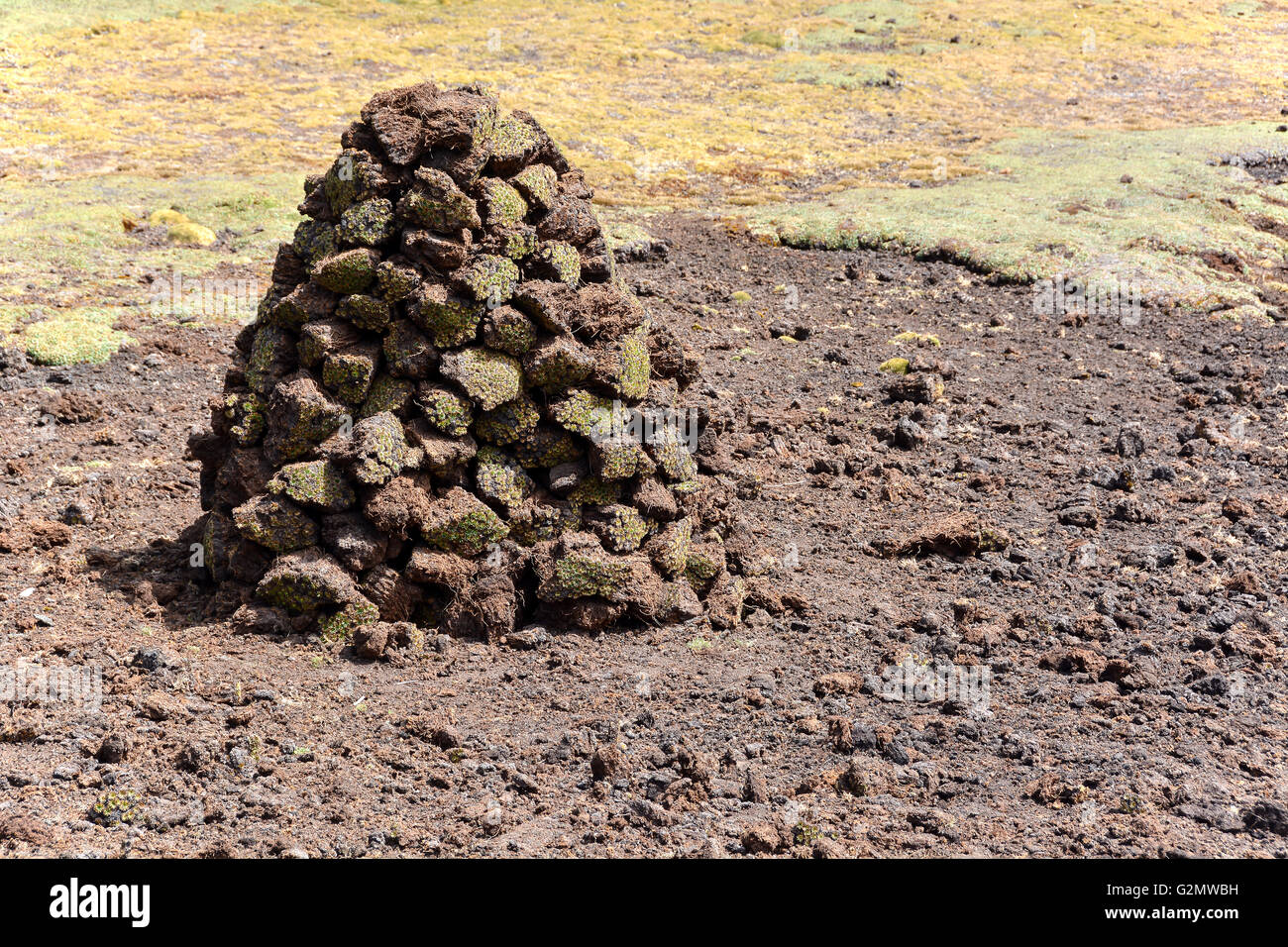 Parts of the desert plant Yareta (Azorella compacta), also Llareta ...