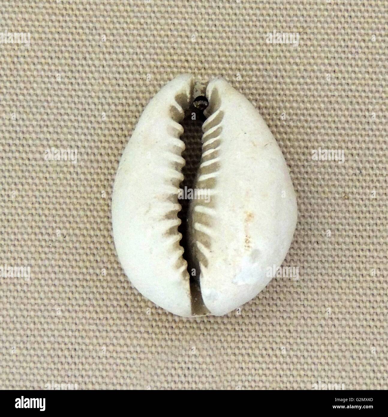 Shell less marine gastropod mollusc hi-res stock photography and images ...