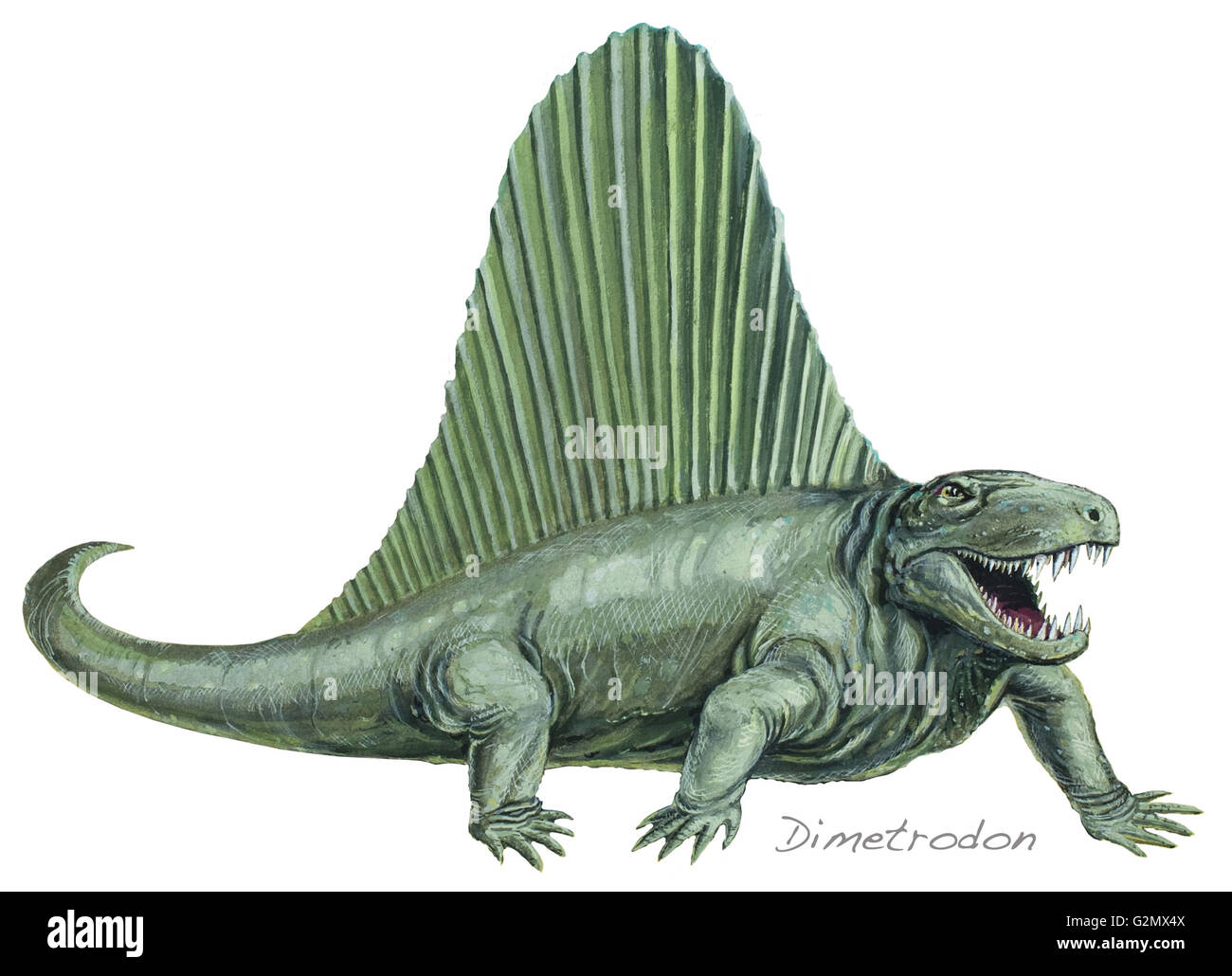 Dimetrodon hi-res stock photography and images - Alamy