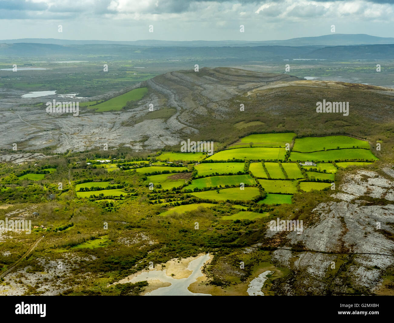 Aerial view, Burren, green pastures with cows and sheep, nature reserve ...
