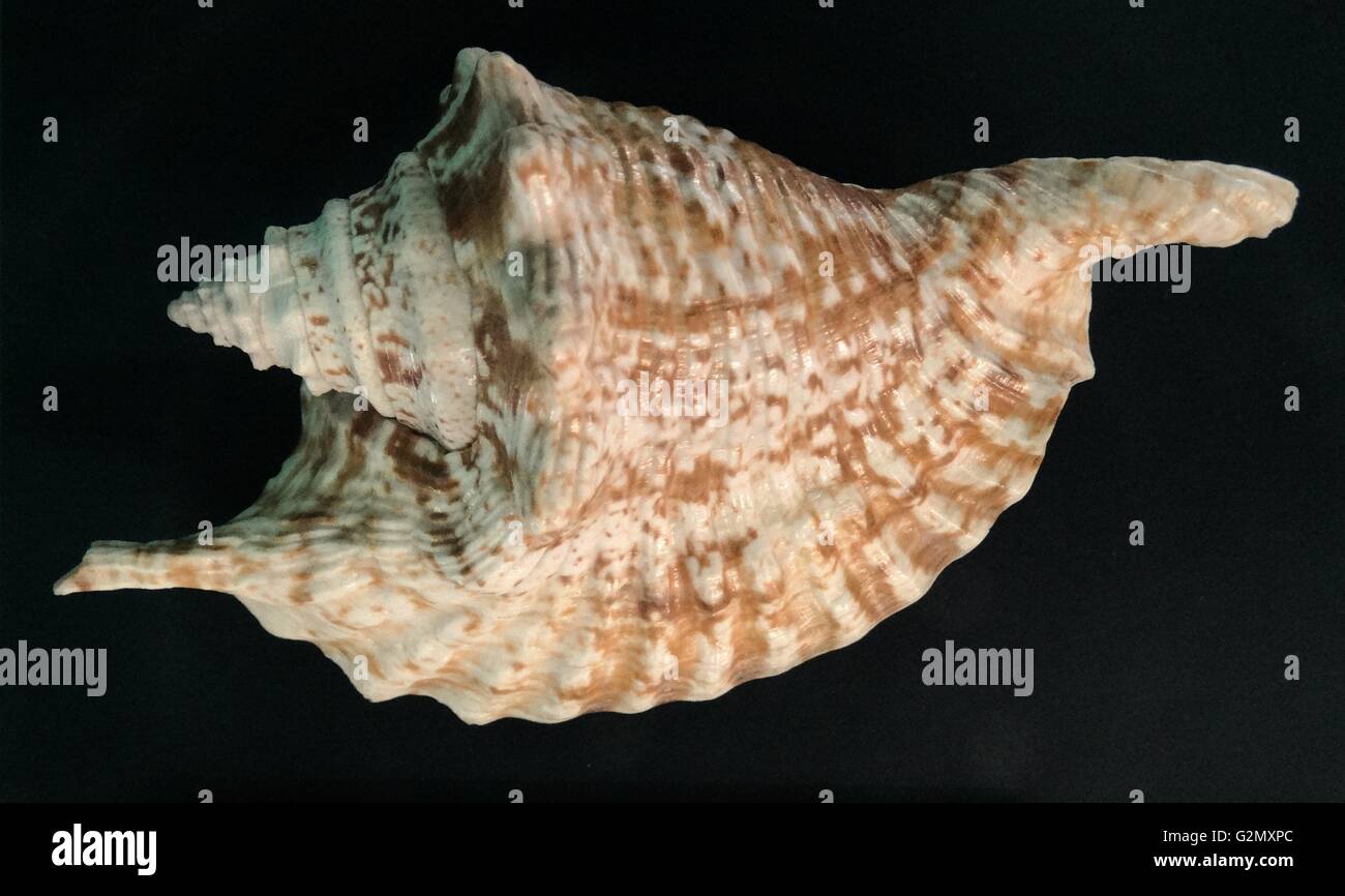 True conch hi-res stock photography and images - Alamy