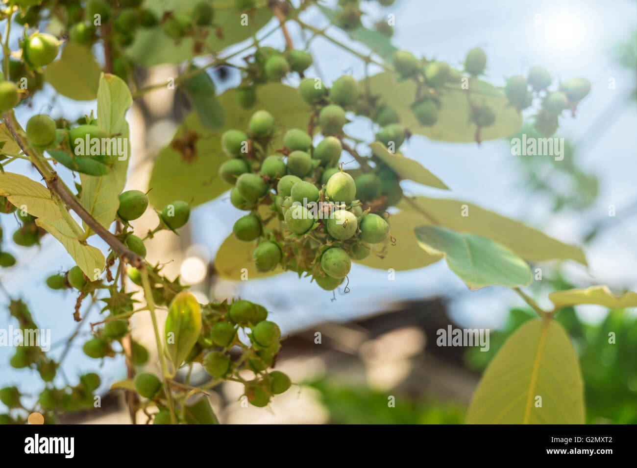 closeup of stem tree leaves Stock Photo - Alamy