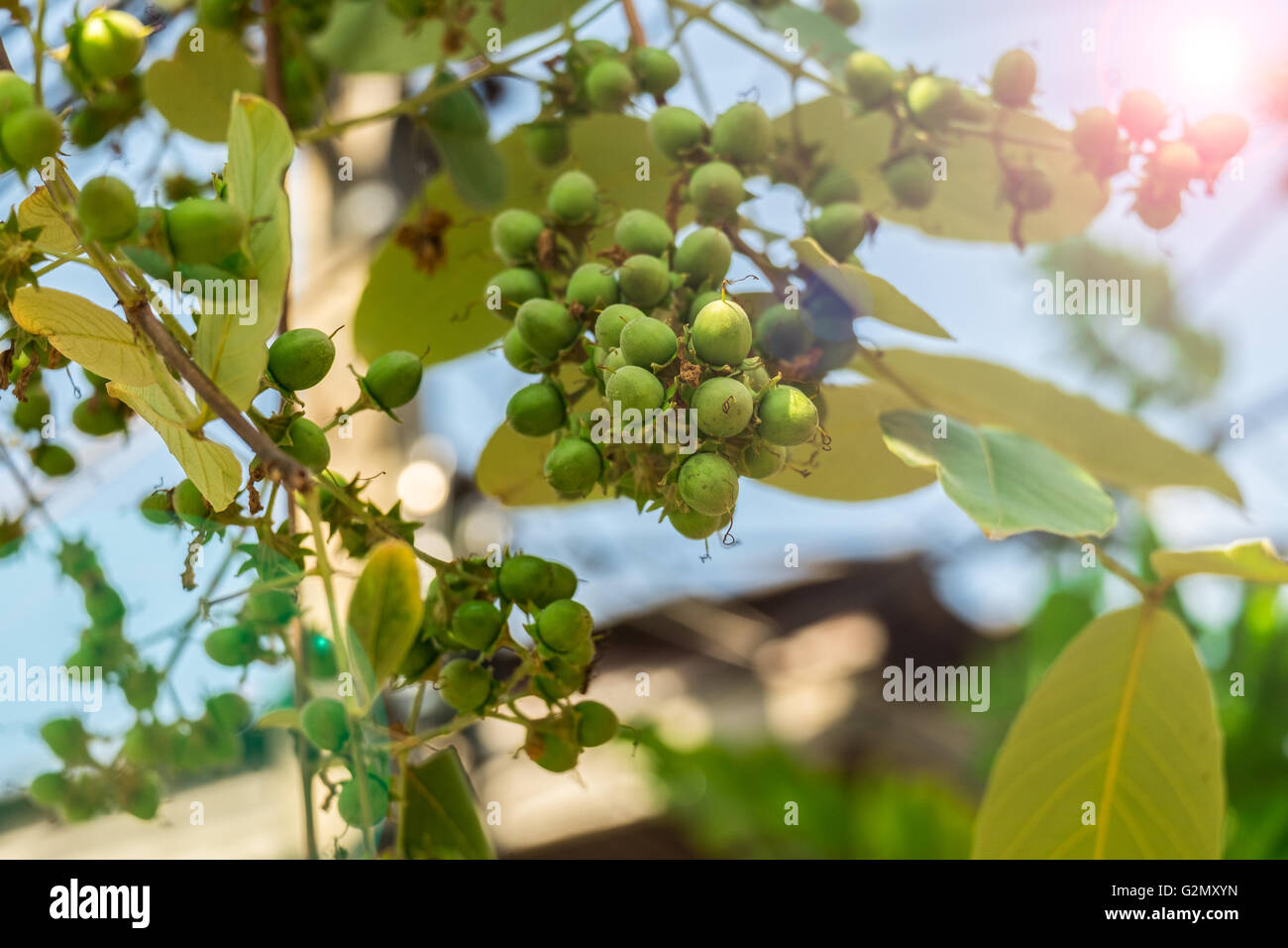 closeup of stem tree leaves Stock Photo - Alamy