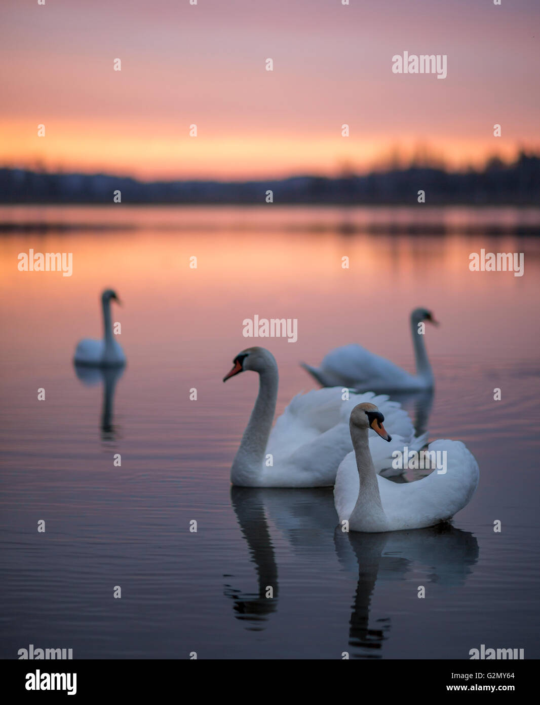Group of swans on the lake with a mirror reflection during the ...