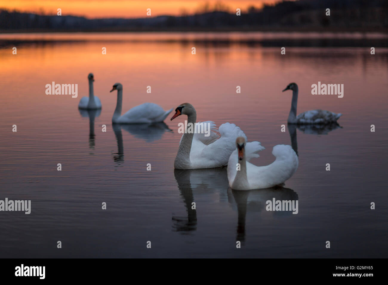 Group of swans on the lake with a wonderful sunset Stock Photo - Alamy