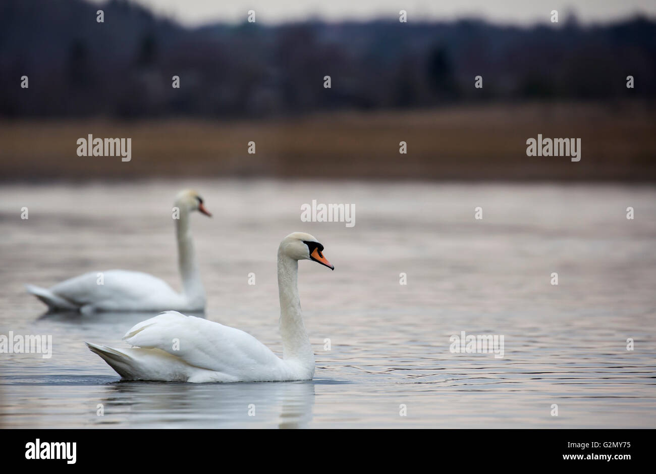 Romantic couple of swans are on the lake Stock Photo - Alamy