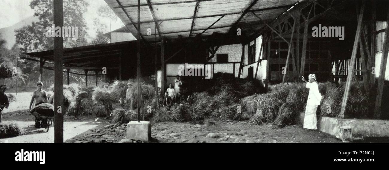 Photograph shows Indonesian workers at a lemon grass factory. After ...