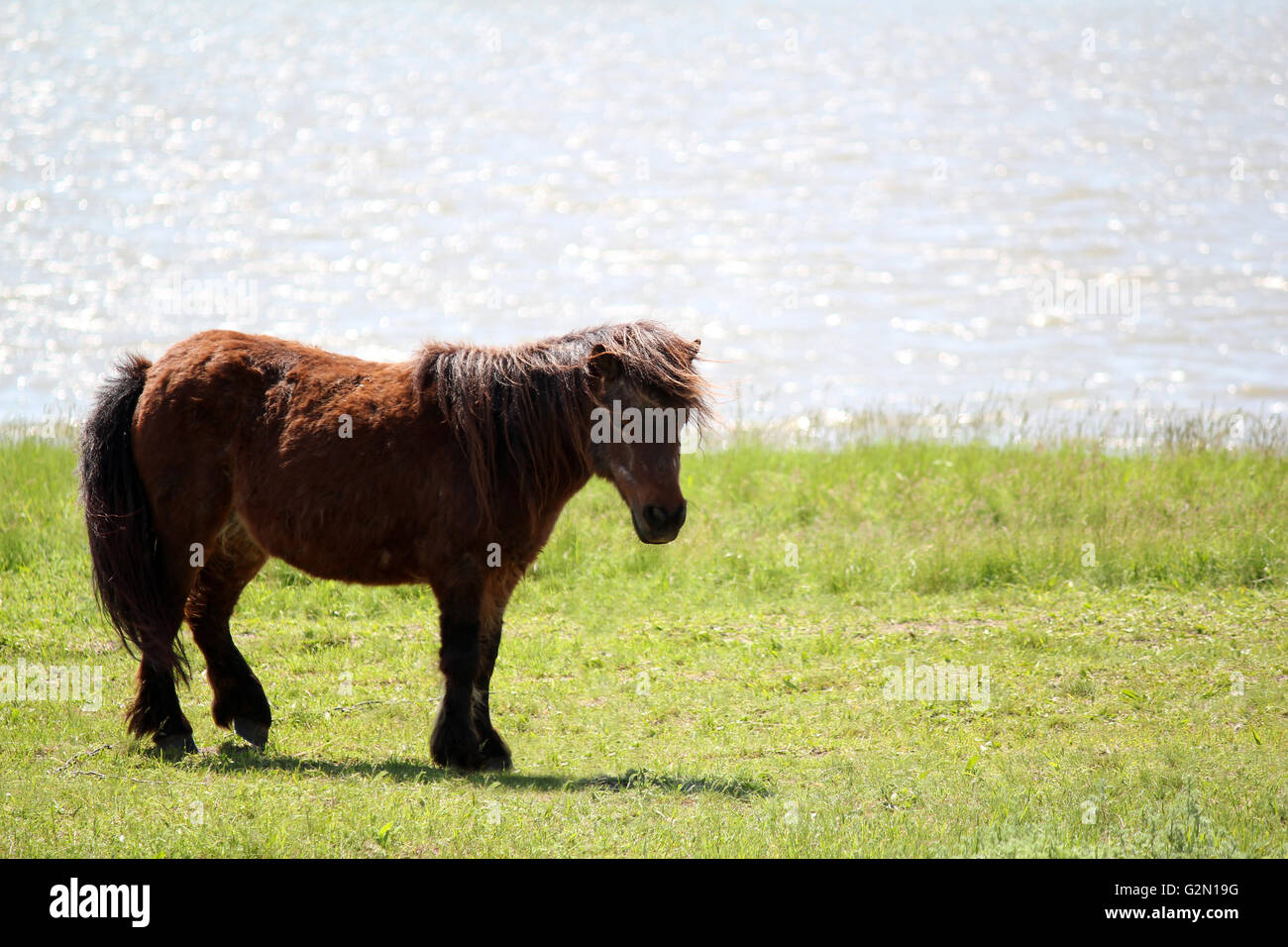 Pony horse hi-res stock photography and images - Alamy