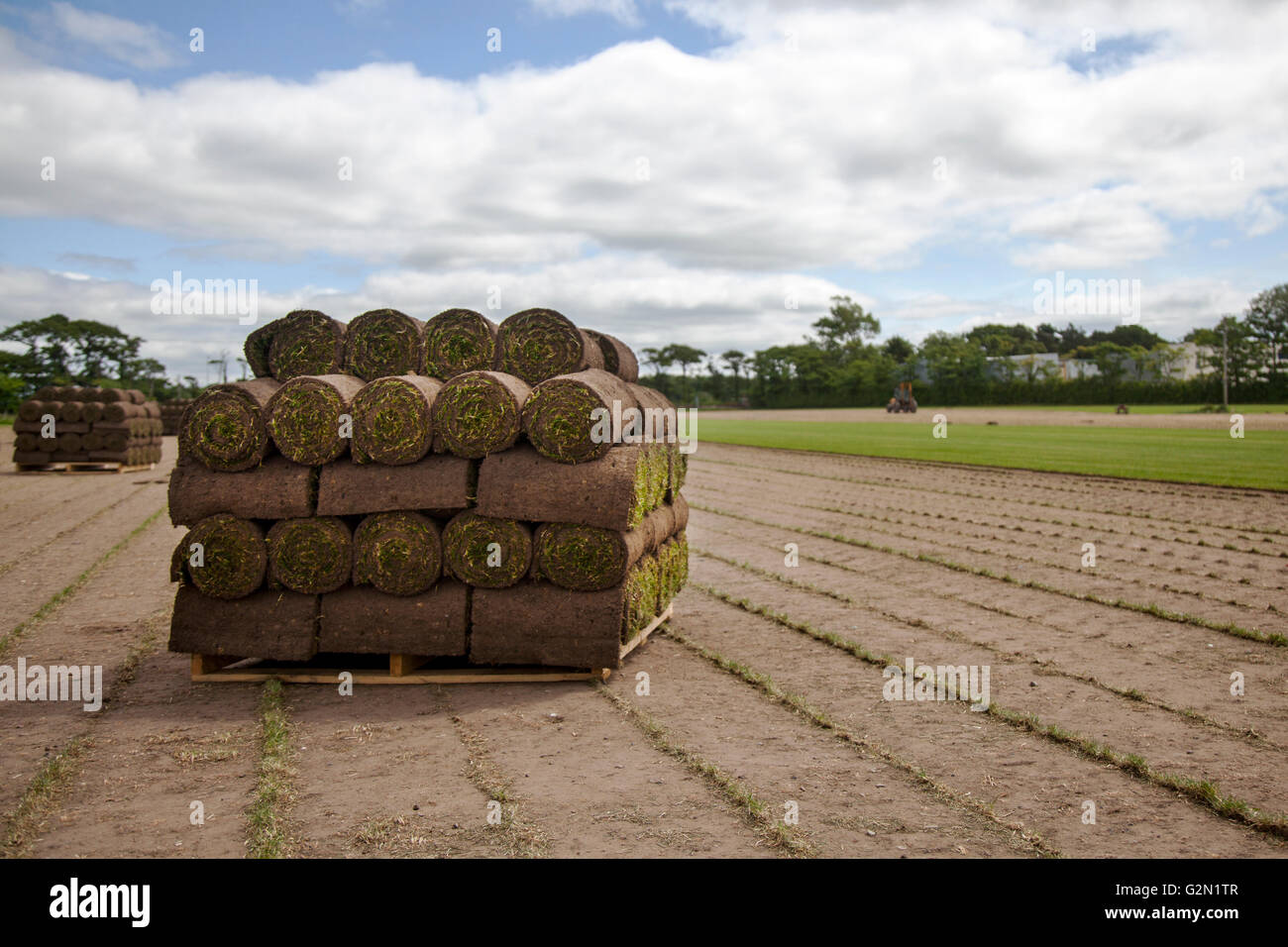 Harvesting turf in Lancashire, UK. Commercial growing of turves on ...
