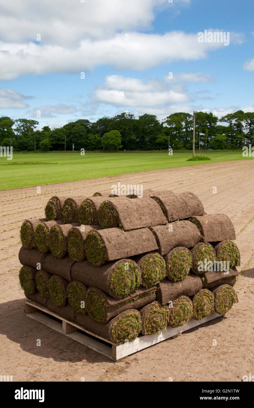 Harvesting turf in Lancashire, UK. Commercial growing of turf on rented ...