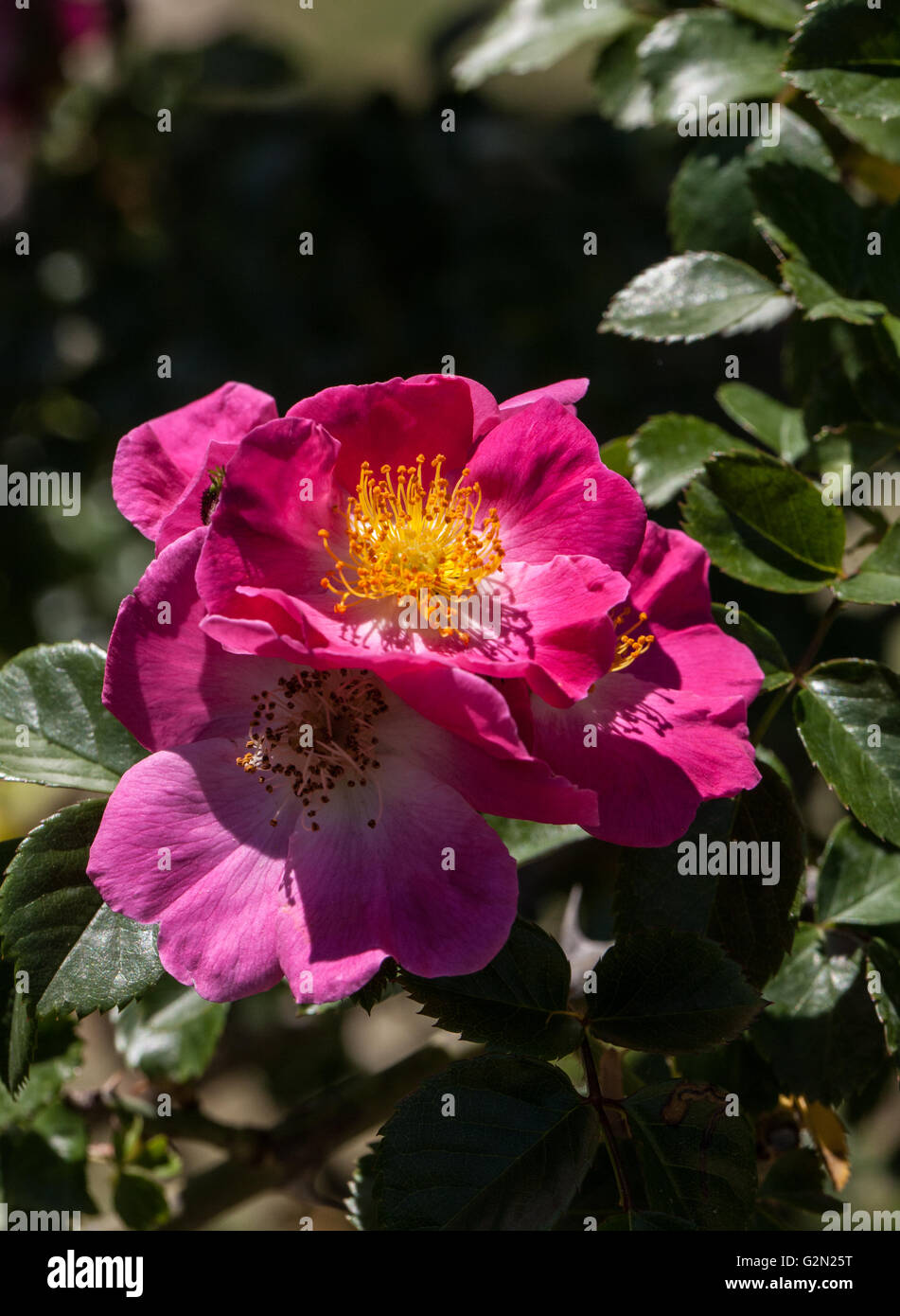 Rose species identification hi-res stock photography and images - Alamy