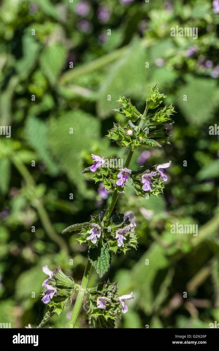 Black horehound hi-res stock photography and images - Alamy