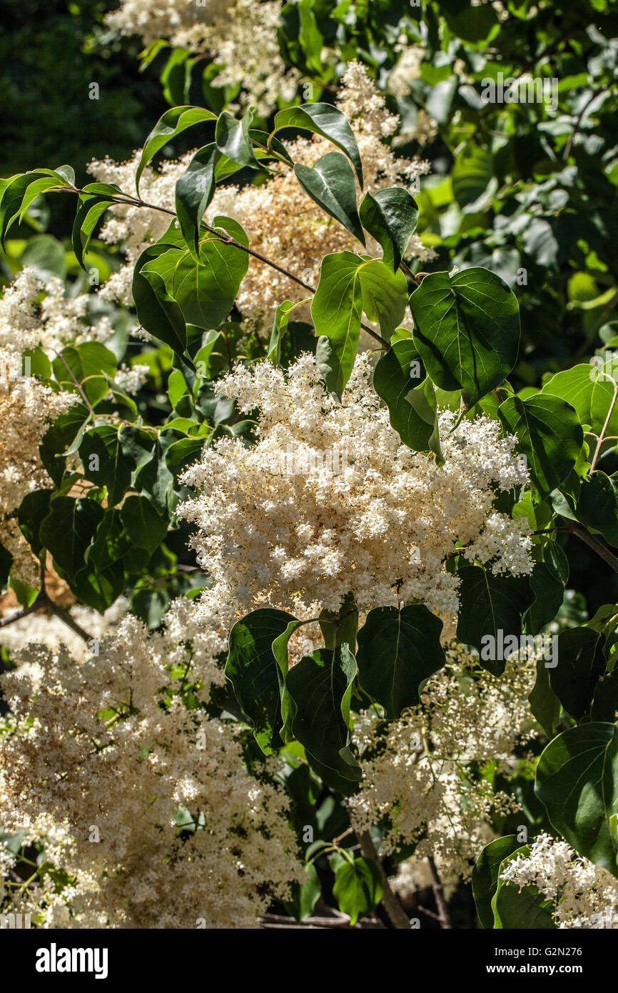 Pekinensis High Resolution Stock Photography and Images - Alamy