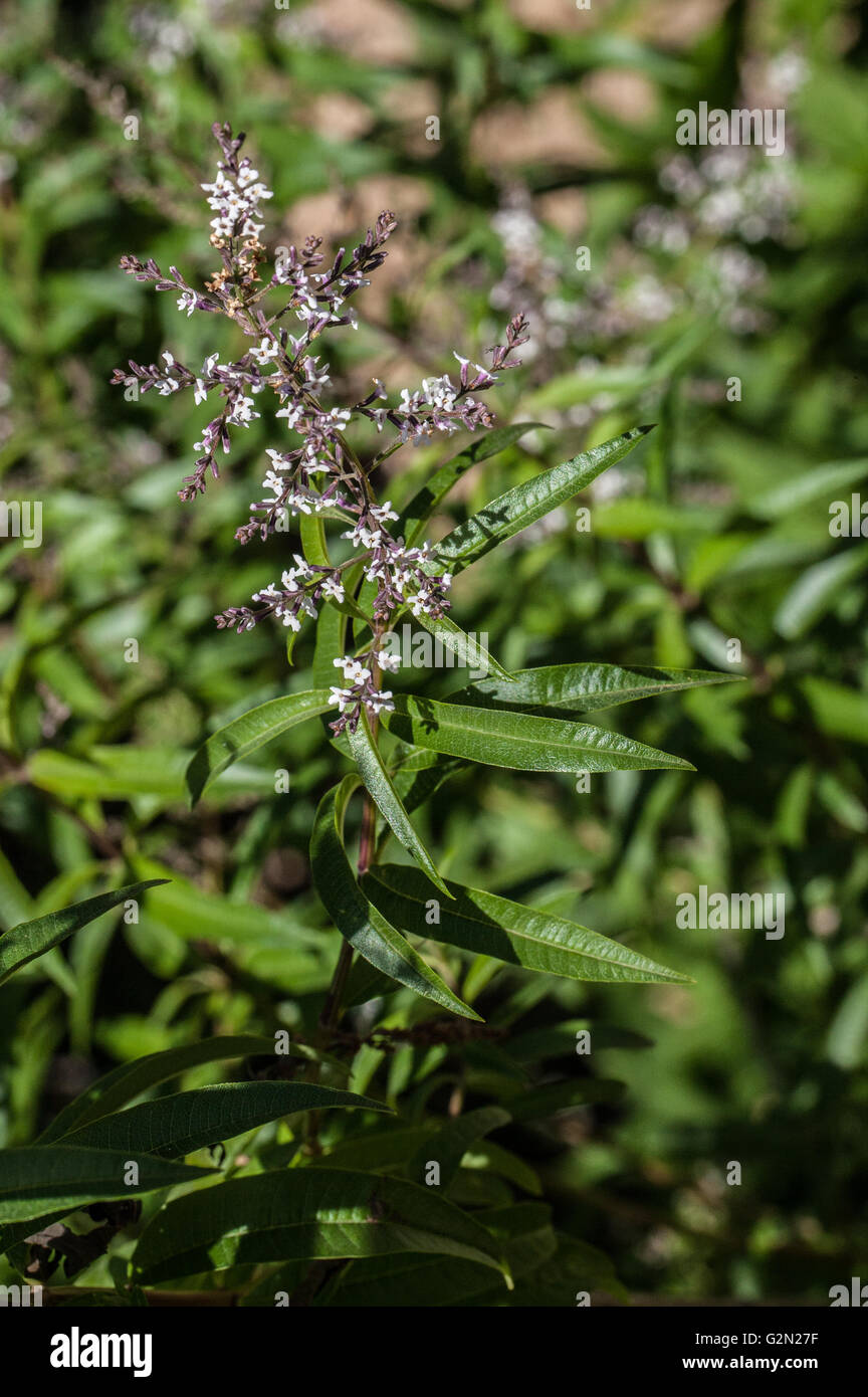 Aloysia triphylla hi-res stock photography and images - Alamy