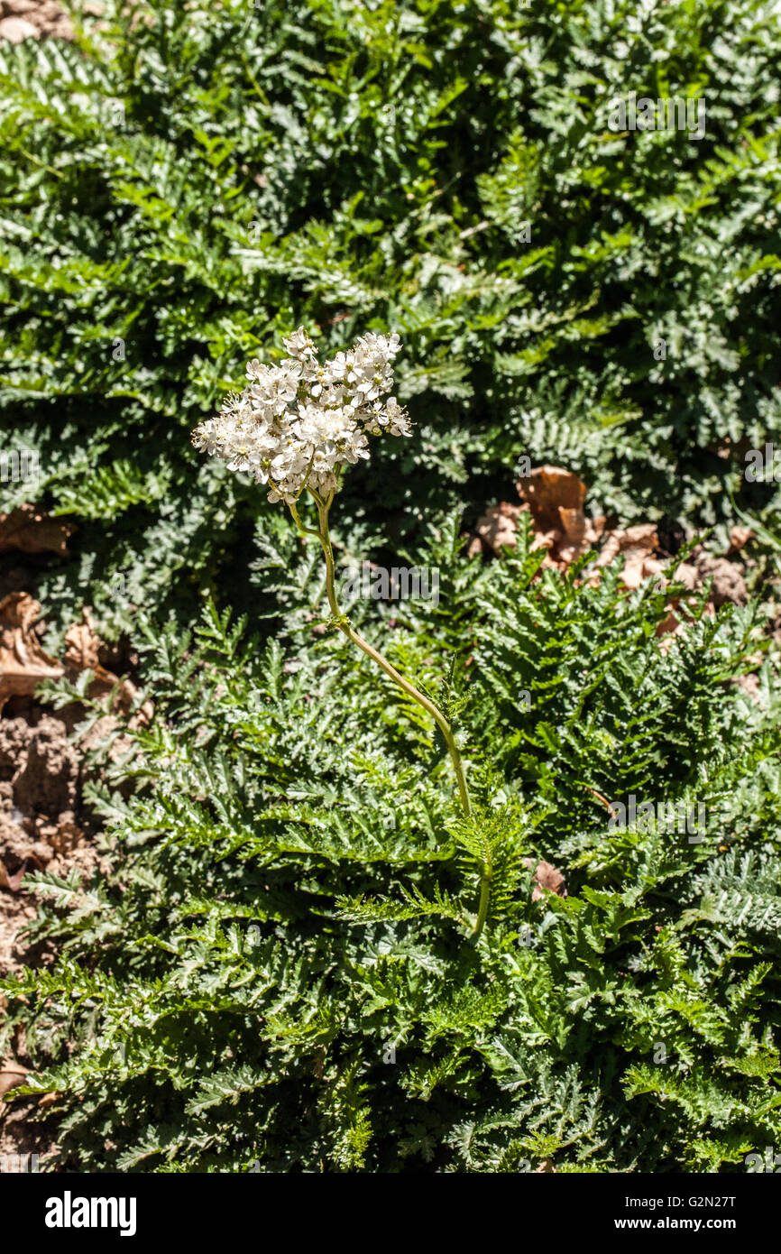 Filipendula species hi-res stock photography and images - Alamy