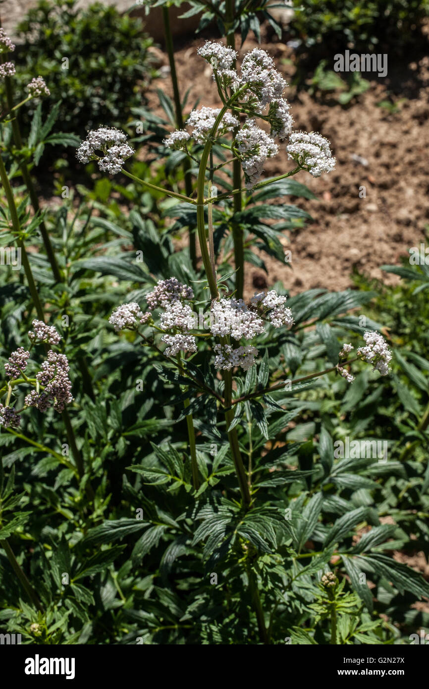 Valeriana officinalis all heal hi-res stock photography and images - Alamy