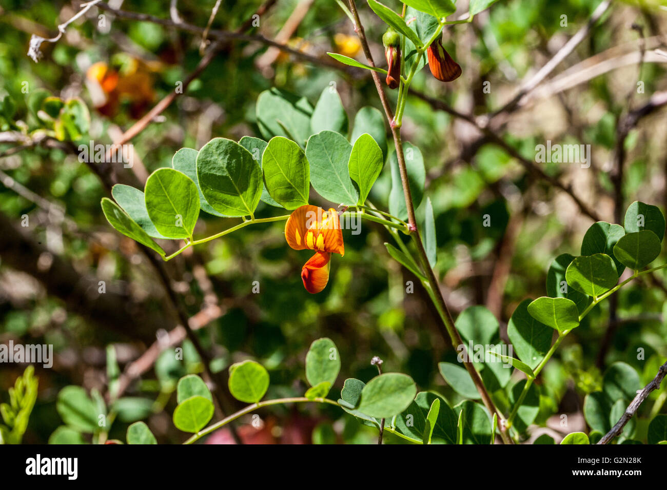Colutea arborescens hi-res stock photography and images - Alamy