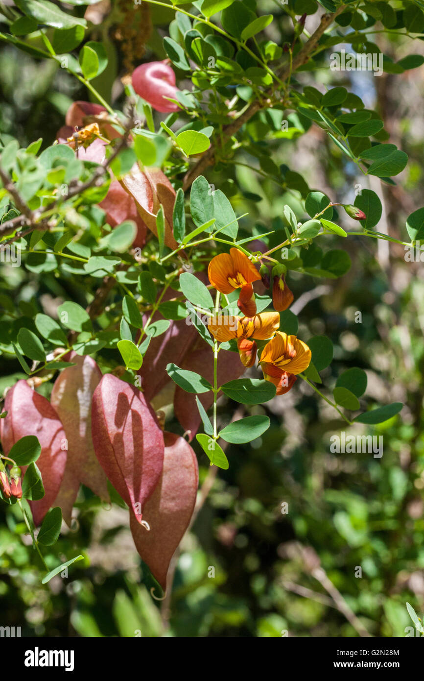 Colutea arborescens bladder senna hi-res stock photography and images ...