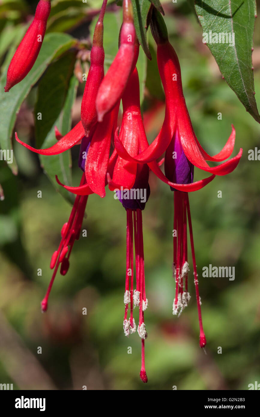 Fuchsia regia hi-res stock photography and images - Alamy