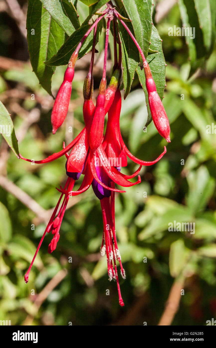 Fuchsia regia hi-res stock photography and images - Alamy