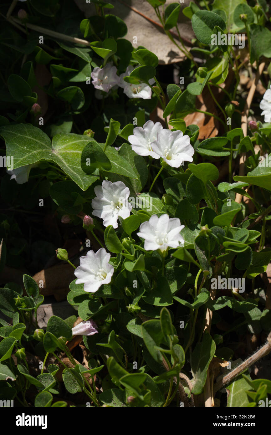 Falkia repens hi-res stock photography and images - Alamy