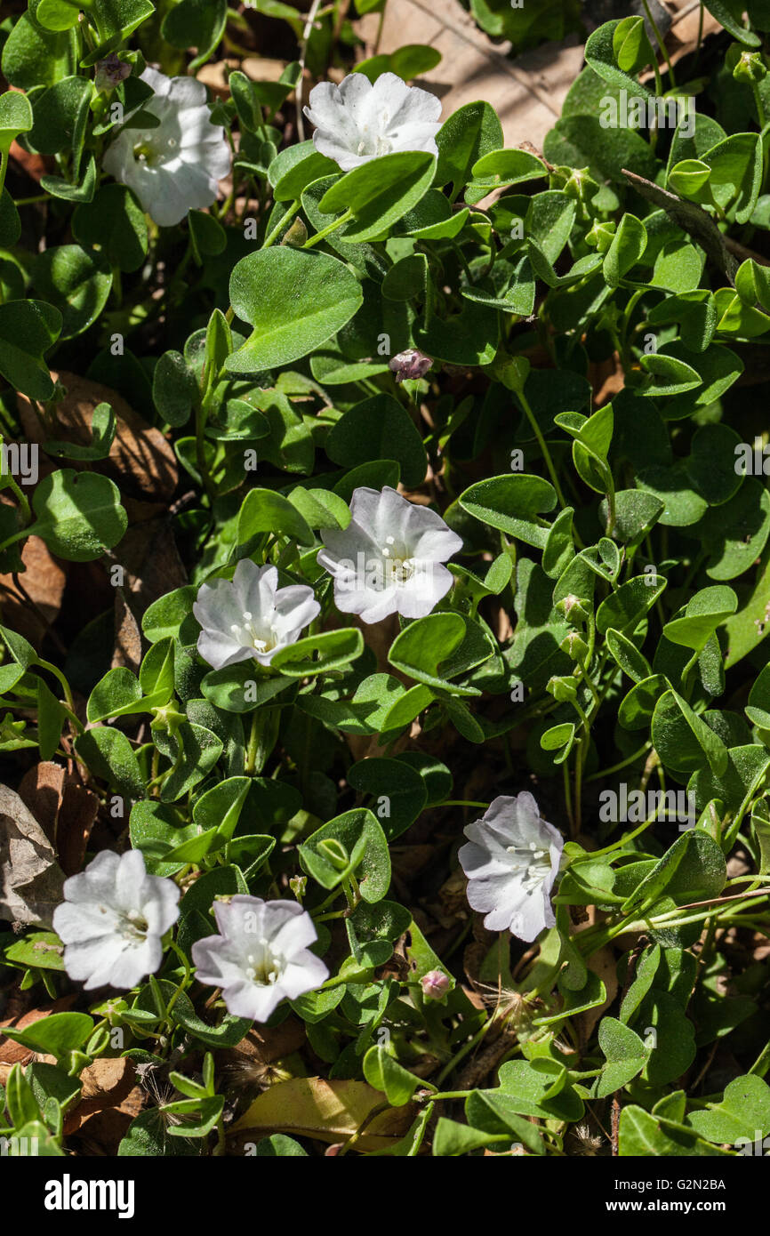 Falkia repens hi-res stock photography and images - Alamy