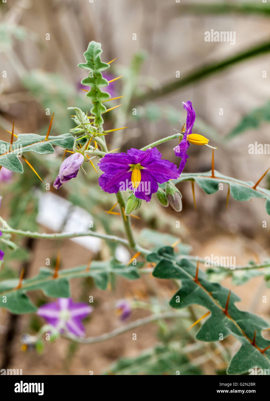 Porcupine plant hi-res stock photography and images - Alamy