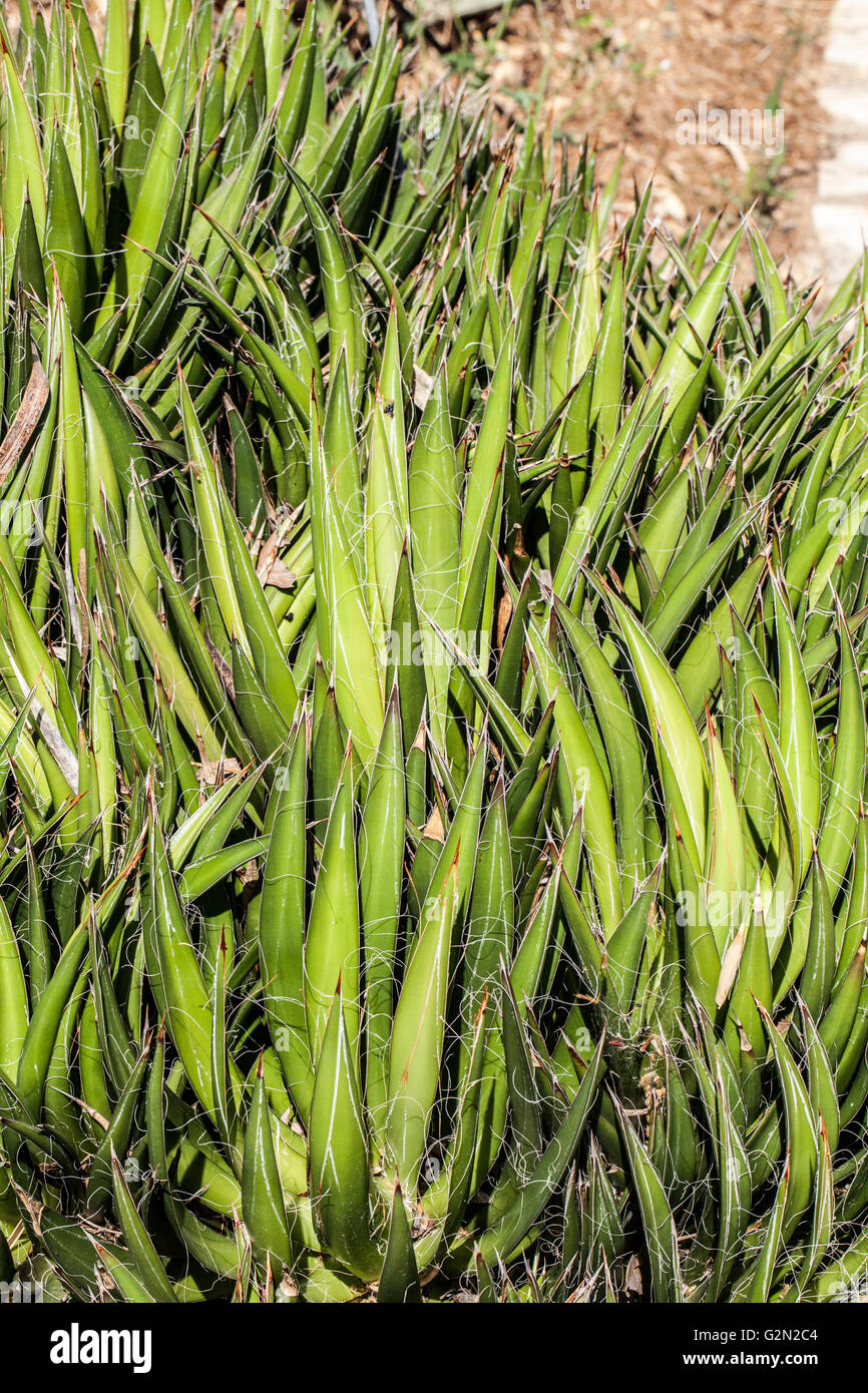 Agave filifera hi-res stock photography and images - Alamy