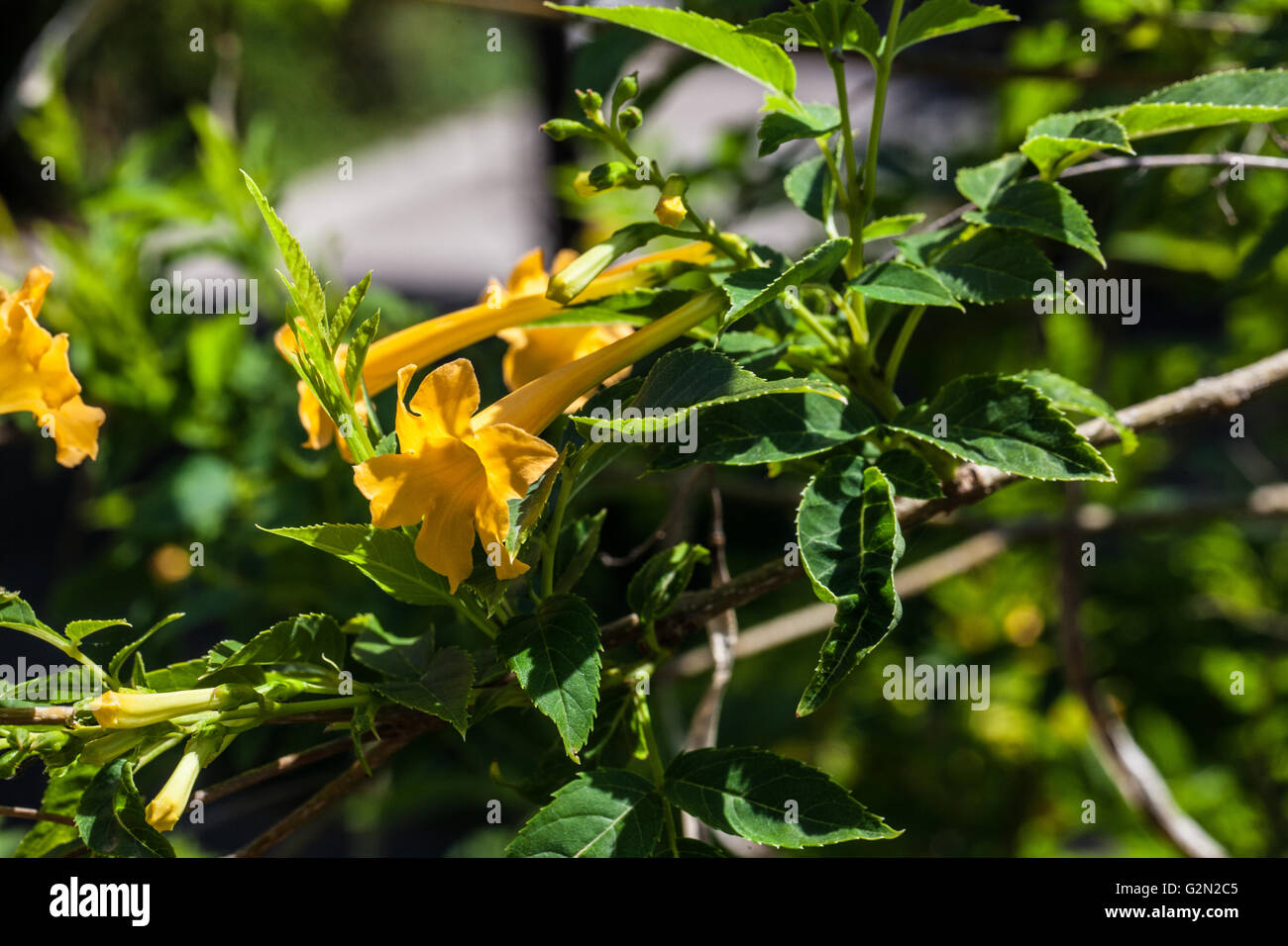 Cape honeysuckle tecomaria capensis hi-res stock photography and images ...