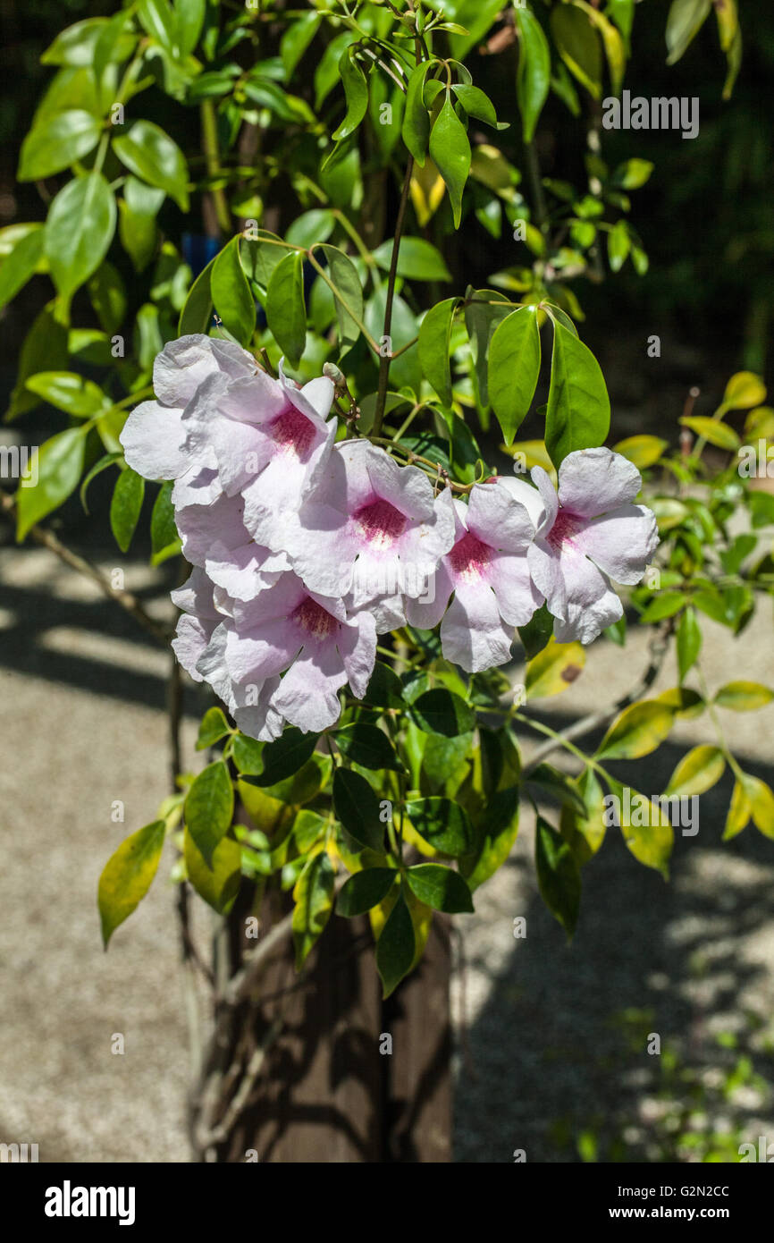 Pandorea jasminoides hi-res stock photography and images - Alamy