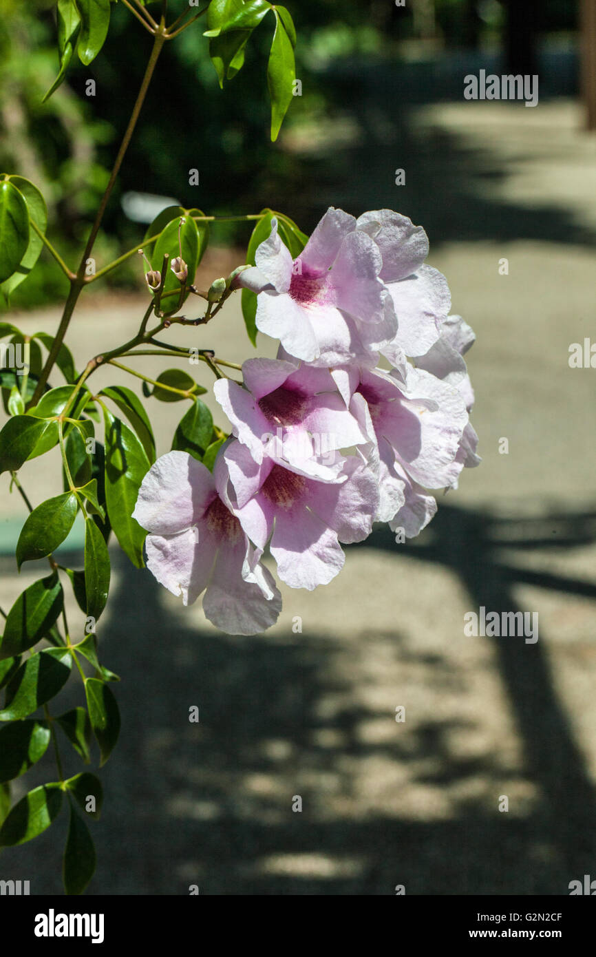 Pandorea jasminoides hi-res stock photography and images - Alamy