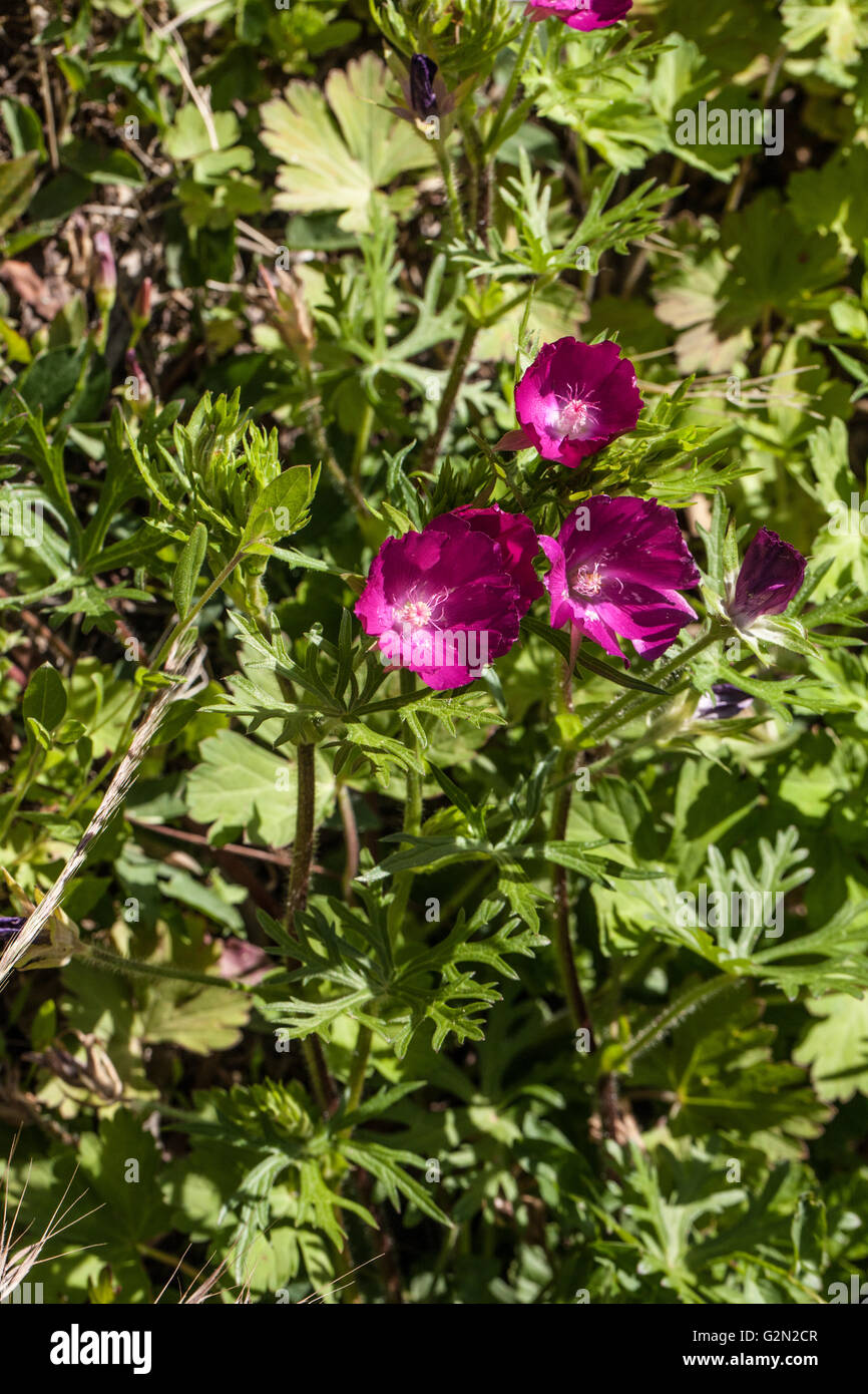 Callirhoe involucrata hi-res stock photography and images - Alamy