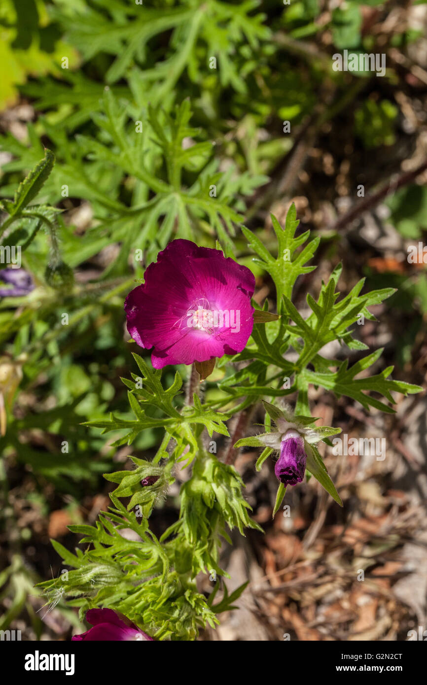 Callirhoe Involucrata High Resolution Stock Photography and Images - Alamy