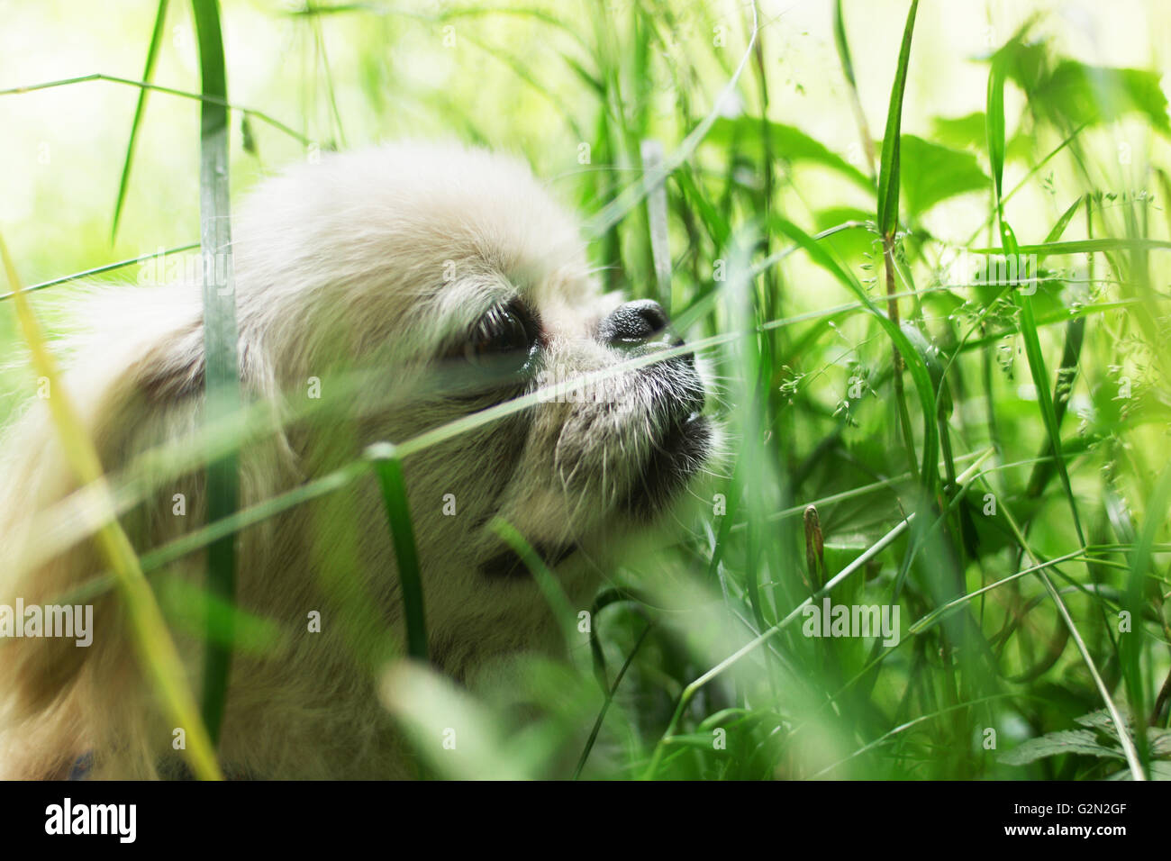 Funny pekingese dog smilingSAMSUNG CSC Stock Photo - Alamy