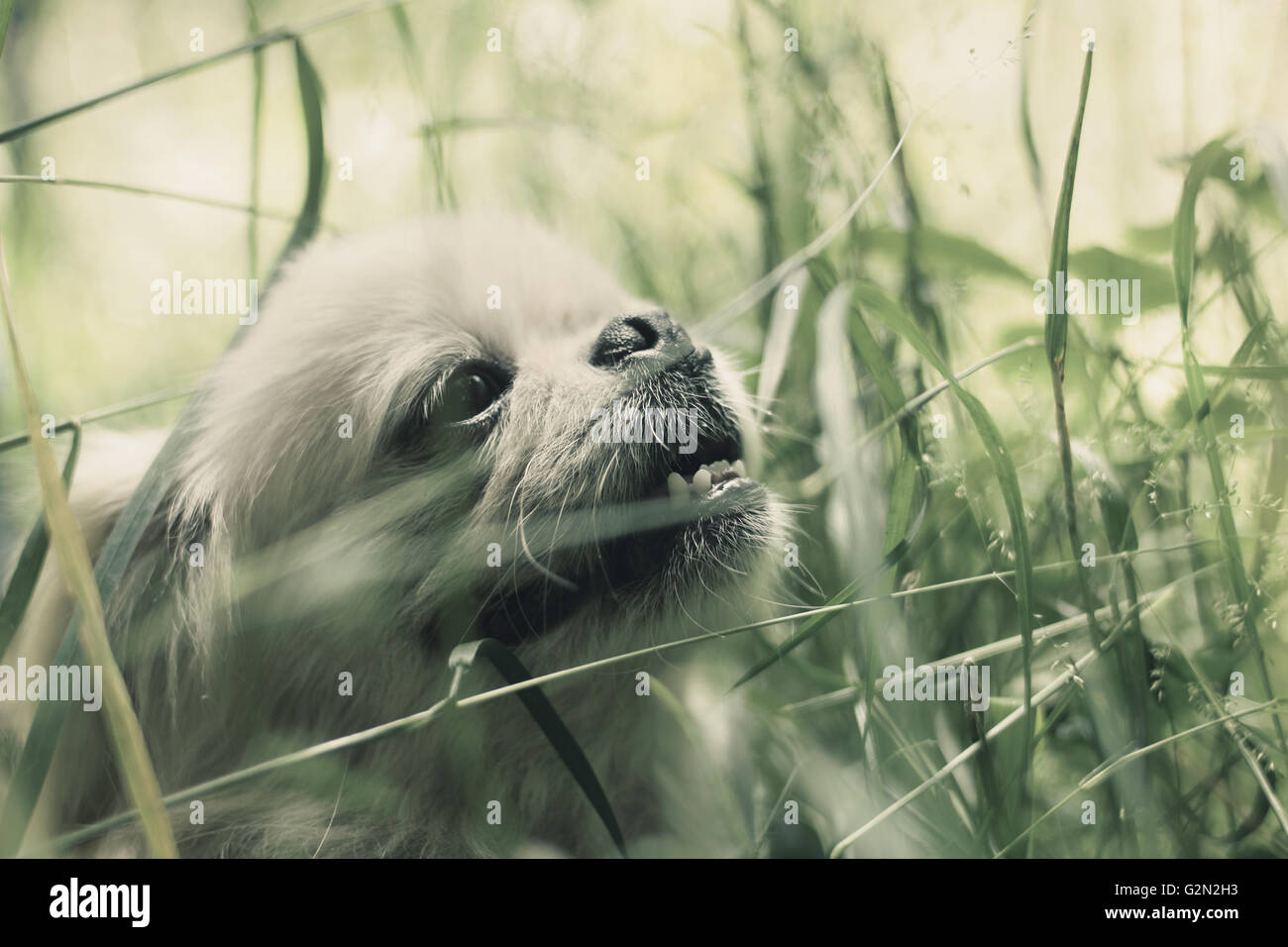 Funny pekingese dog smilingSAMSUNG CSC Stock Photo - Alamy