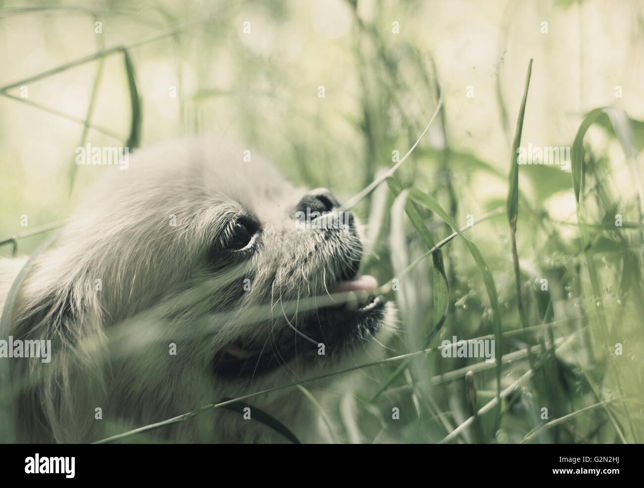 Funny pekingese dog smilingSAMSUNG CSC Stock Photo - Alamy