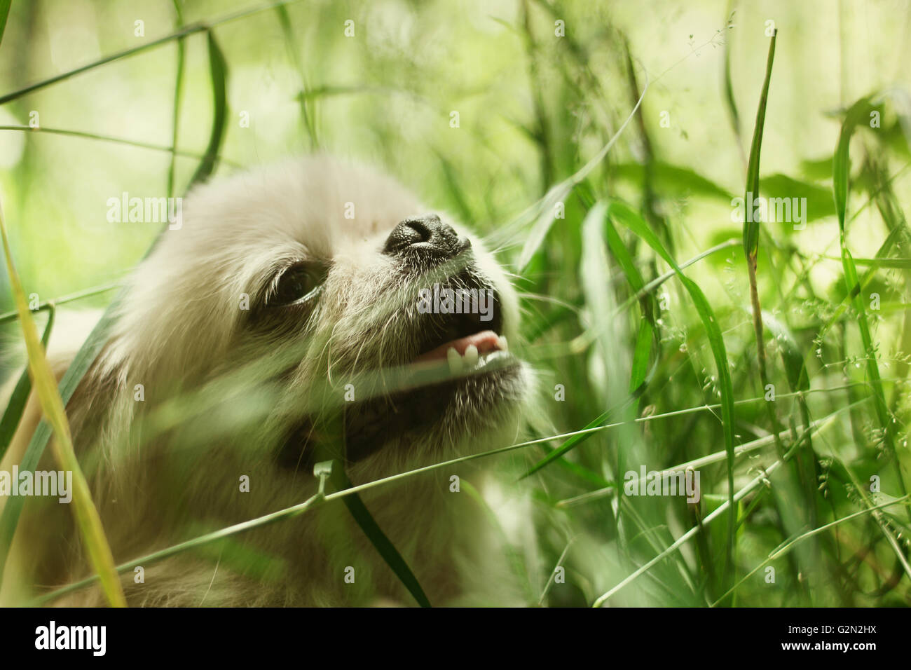 Funny pekingese dog smilingSAMSUNG CSC Stock Photo - Alamy