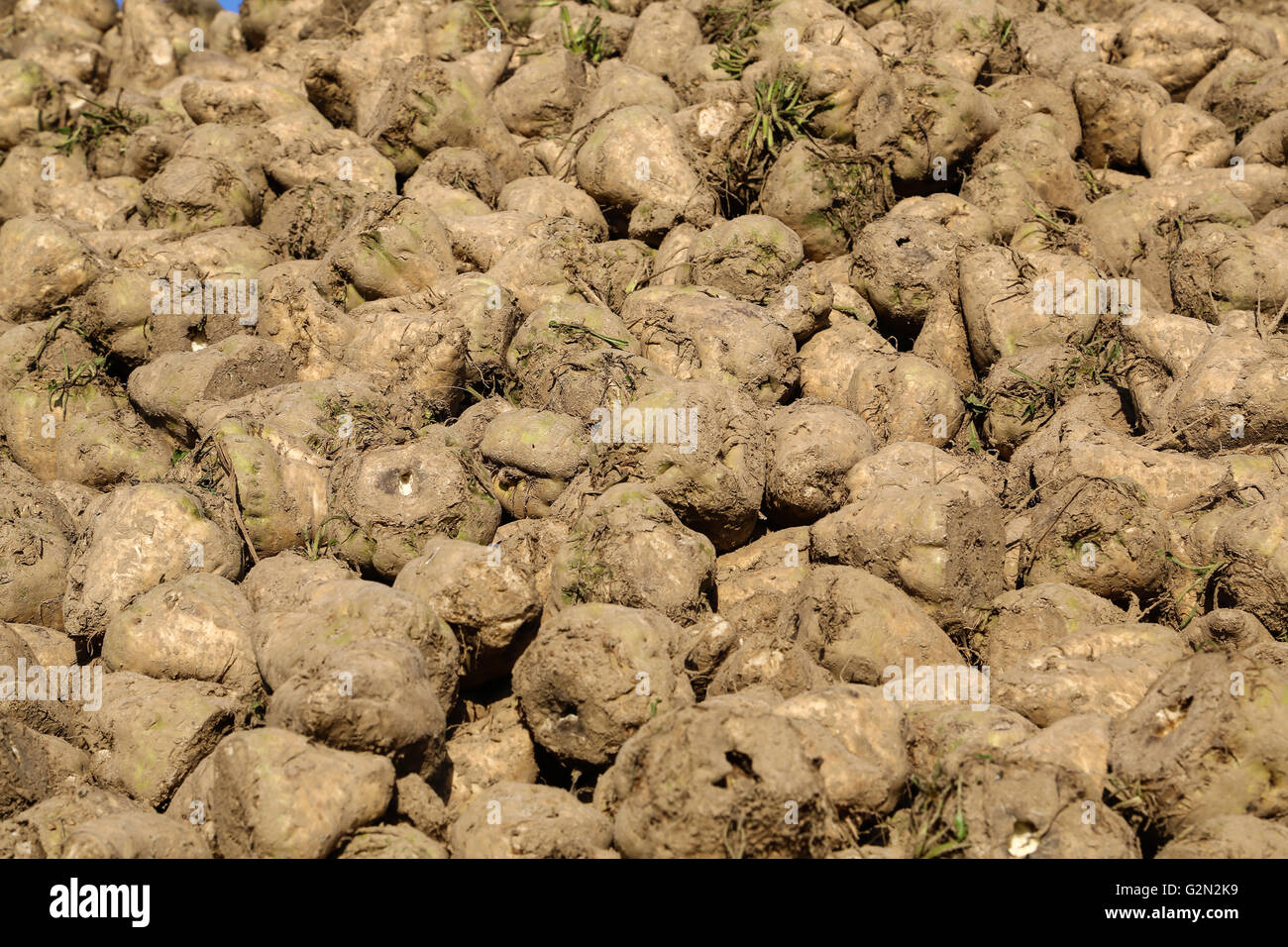 Pile of sugar beets on a field Stock Photo - Alamy