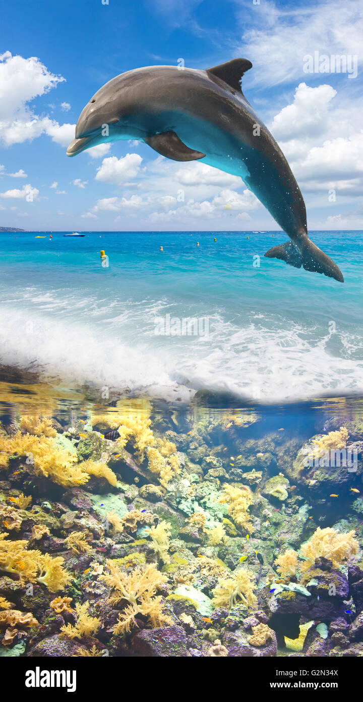 Seascape with Dolphin Stock Photo - Alamy