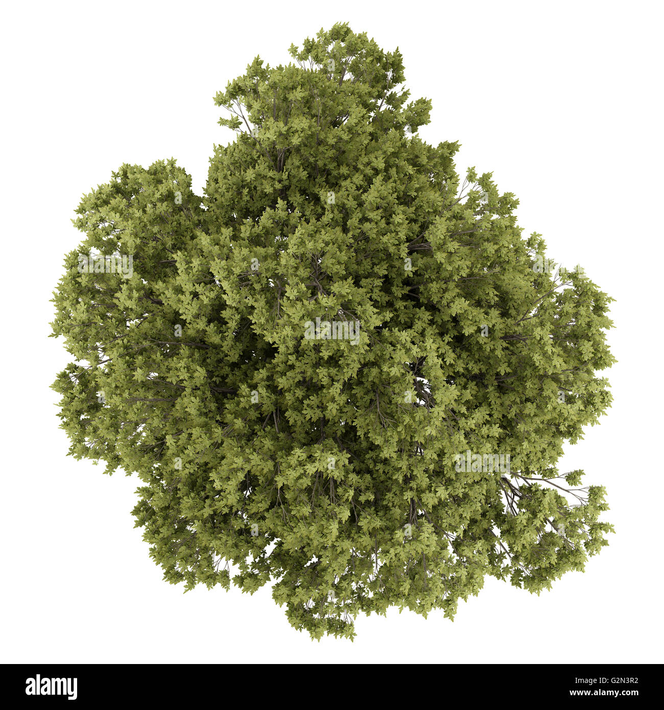 top view of austrian oak tree isolated on white background Stock Photo ...