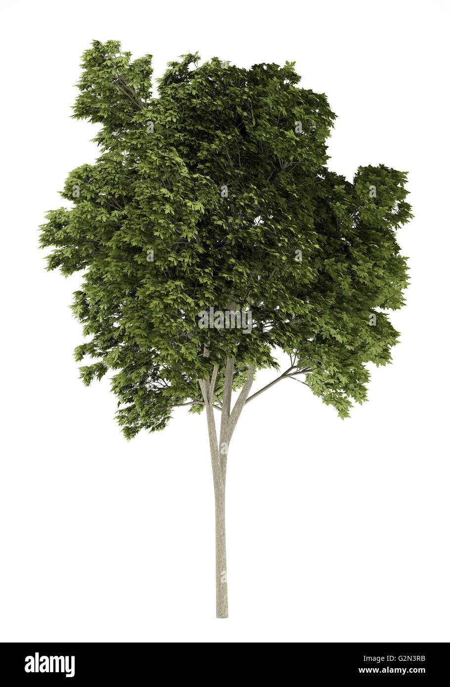 austrian oak tree isolated on white background Stock Photo - Alamy