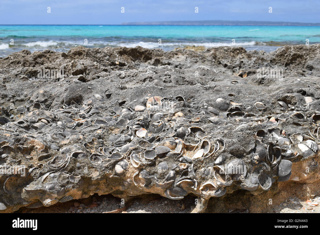 Fossil cockle shell hi-res stock photography and images - Alamy