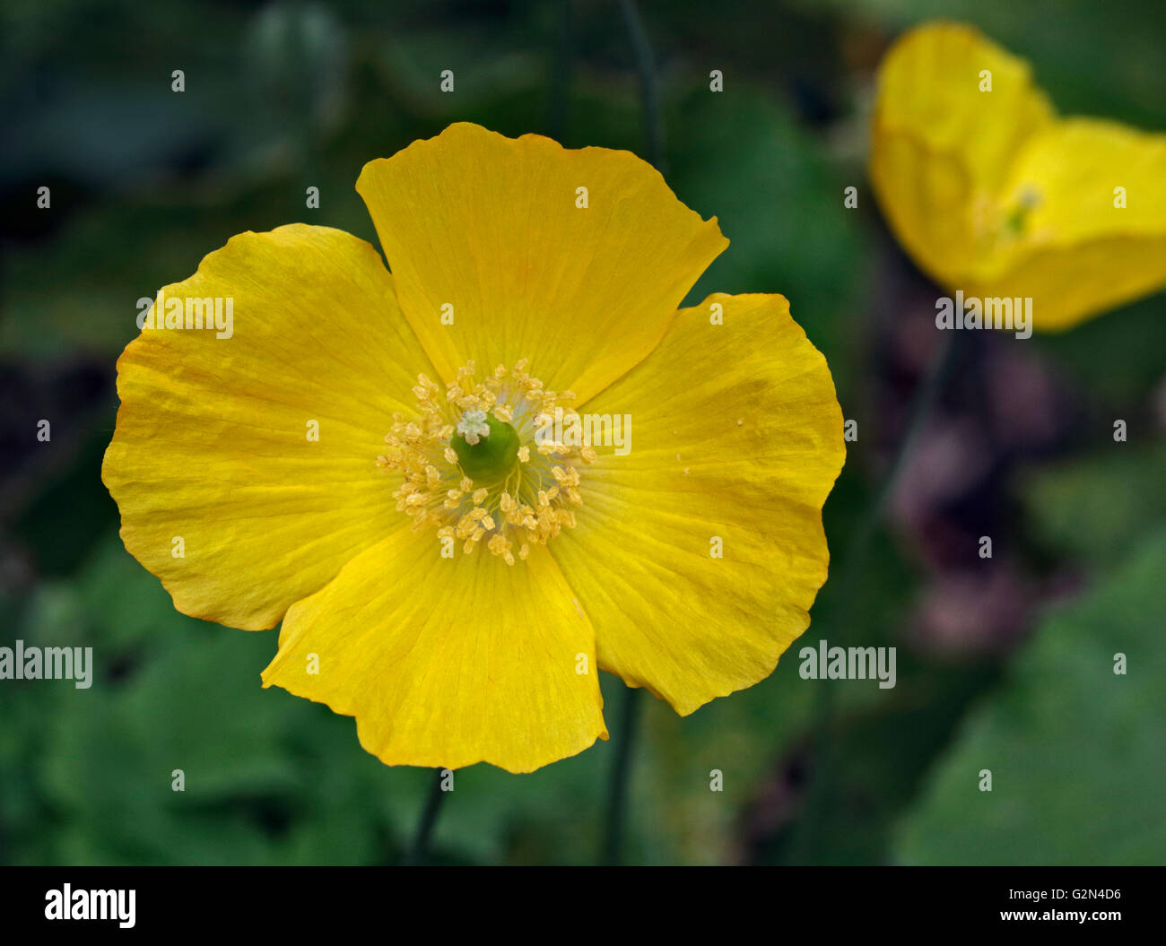 Yellow Icelandic Poppy (papaver Stock Photo - Alamy