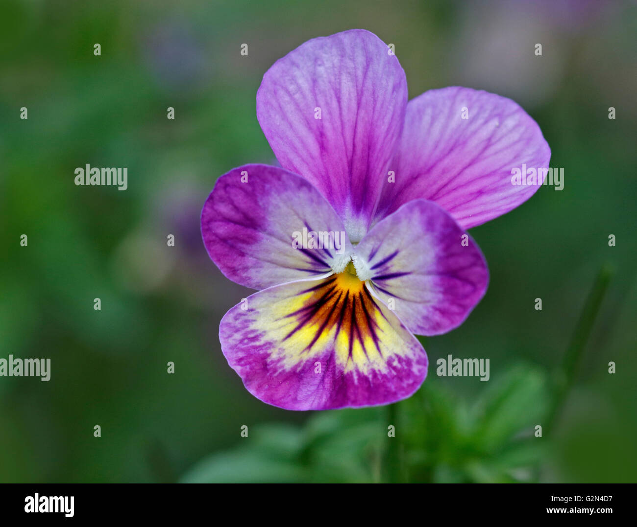 Pink purple hi-res stock photography and images - Alamy