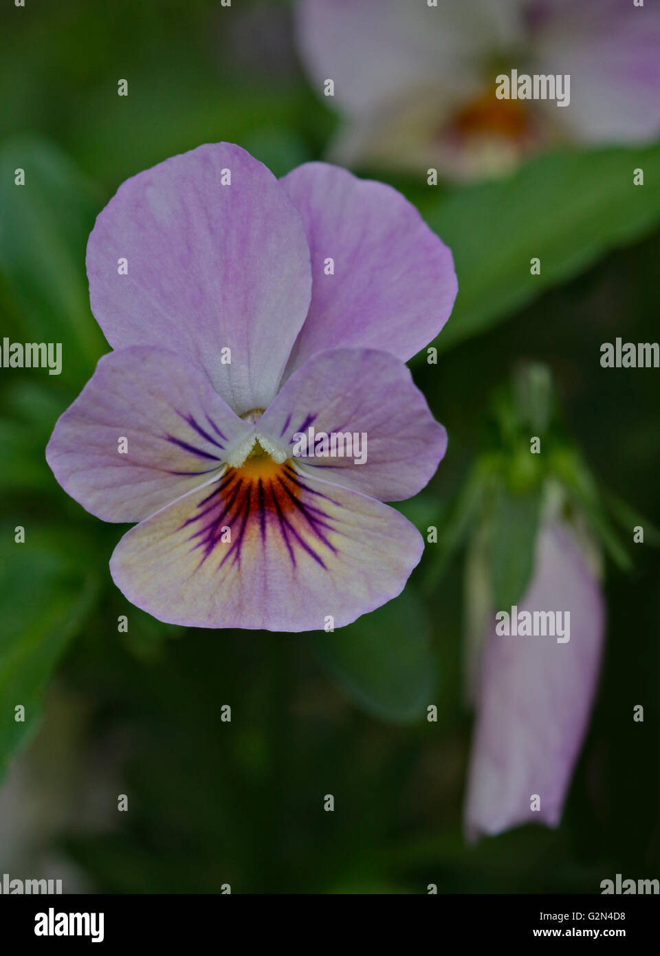 Purple pink blooms hi-res stock photography and images - Alamy