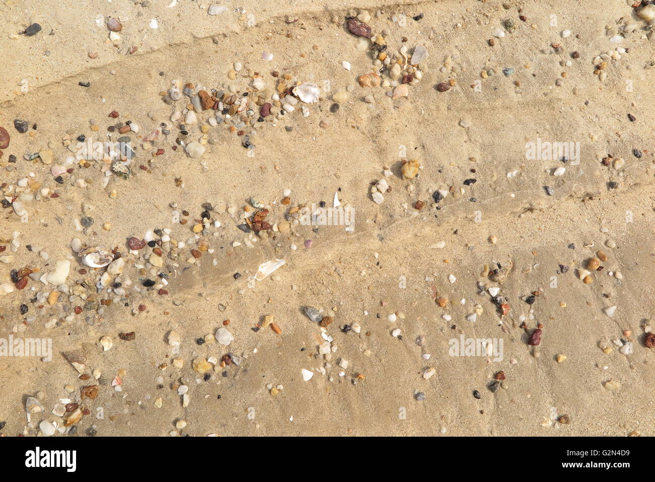 fossil shell on the sand beach Stock Photo - Alamy