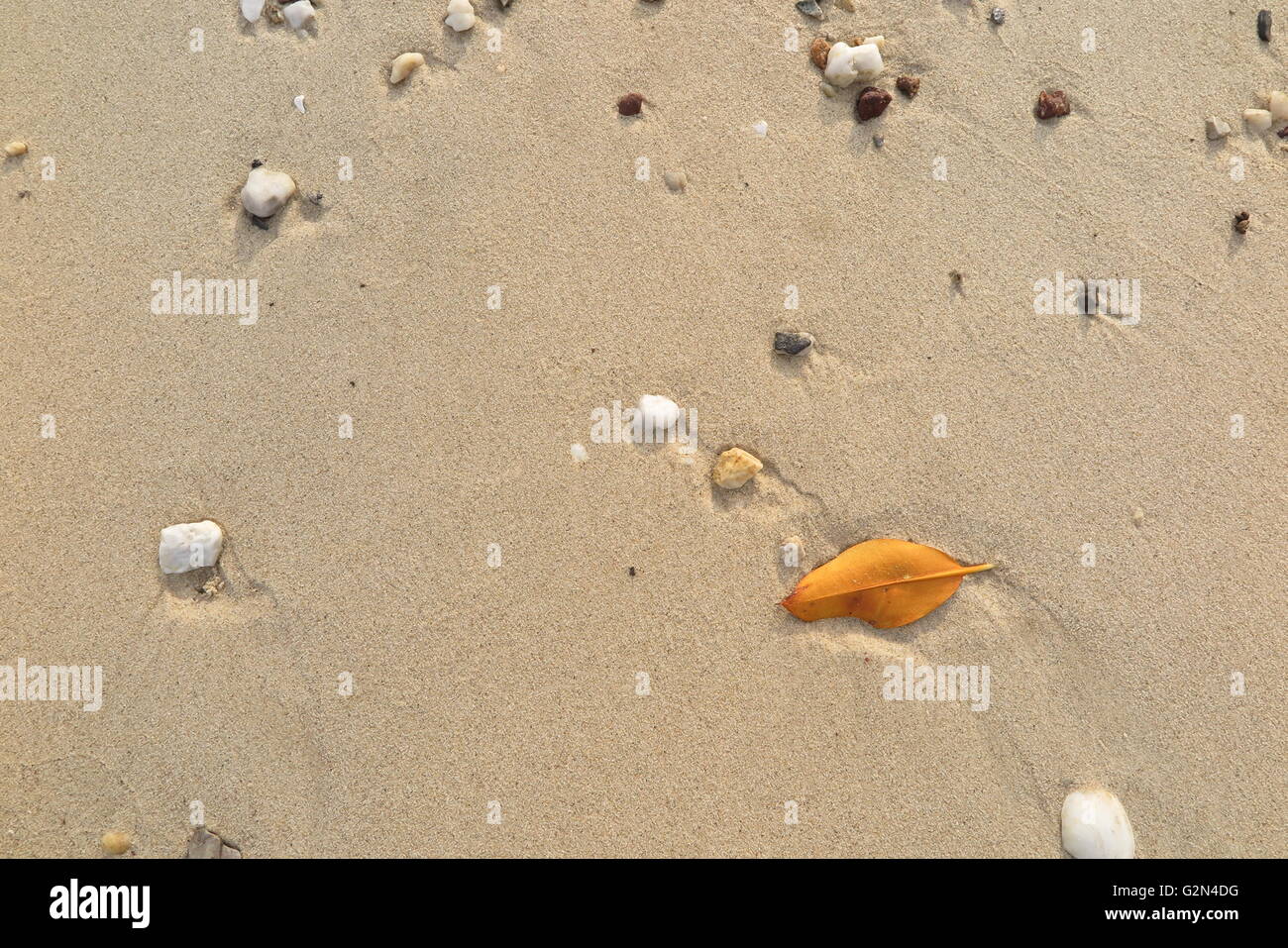 fossil shell on the sand beach Stock Photo - Alamy