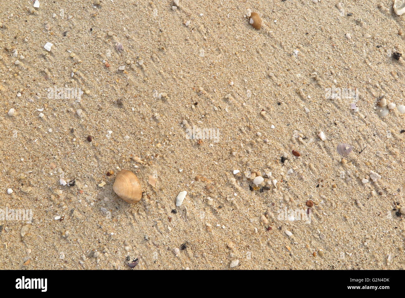 fossil shell on the sand beach Stock Photo - Alamy