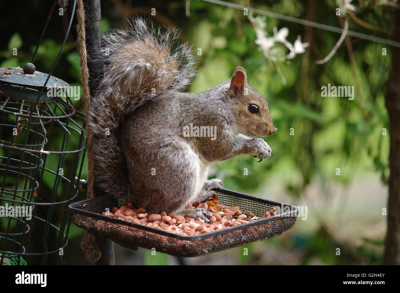 Female squirrel nuts hi-res stock photography and images - Alamy
